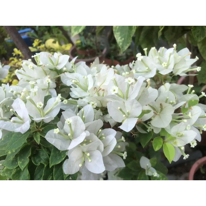 Jual Bougenville Sj Putih Ekor Musang Putih Ori Sudah Berbunga Shopee