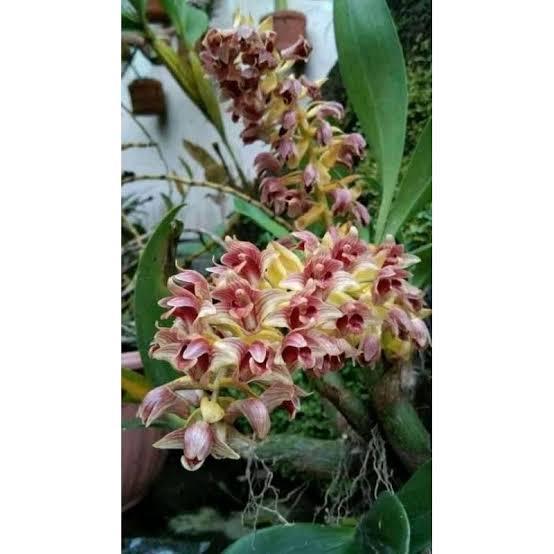 Jual Anggrek eria mawar spesies wangi | anggrek spesies | Shopee Indonesia