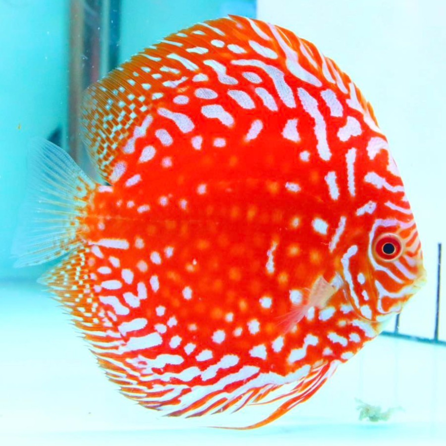 Jual hiasan aquarium ikan discus super stardust x raflesia | Shopee ...