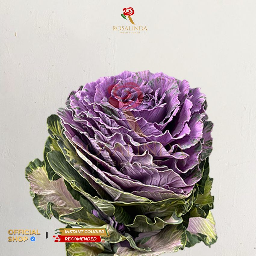 Jual Bunga Import Brassica Ungu / Kembang Kol / Bunga Potong Segar ...