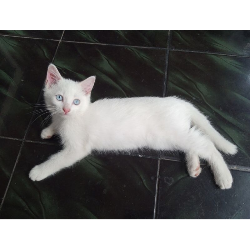 Jual kucing Kitten Persia Mix BSH Pure nonped White Solid Blue eyes ...