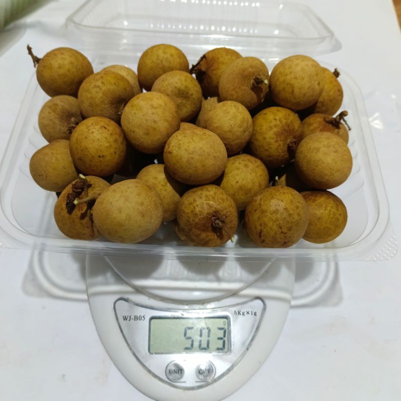 Jual kelengkeng bangkok grade gold | Shopee Indonesia