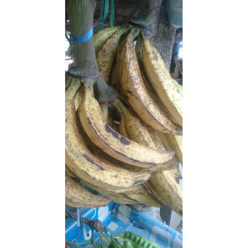 Jual PISANG TANDUK MADU SUPER 1 TANDAN ISI 20 BUAH PICS | Shopee Indonesia