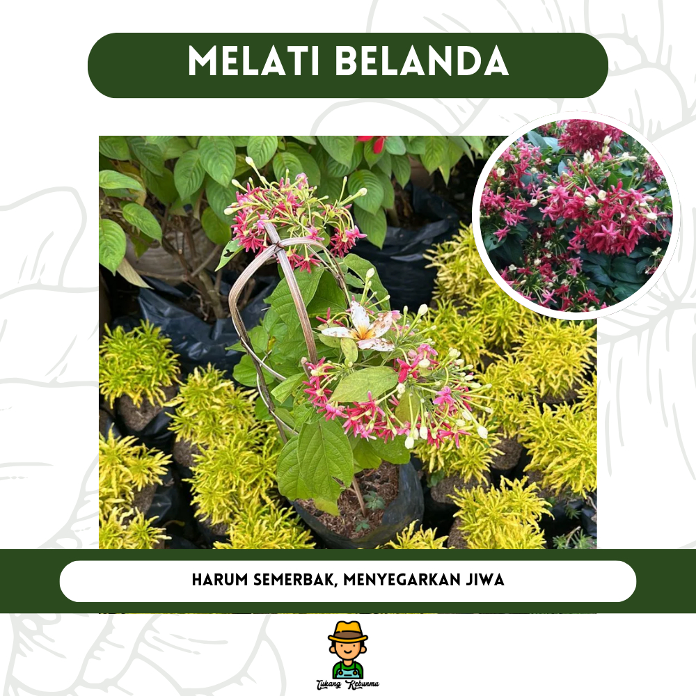 Jual Tanaman Hias Bunga Melati Belanda | Rangoon Creeper, Merambat ...