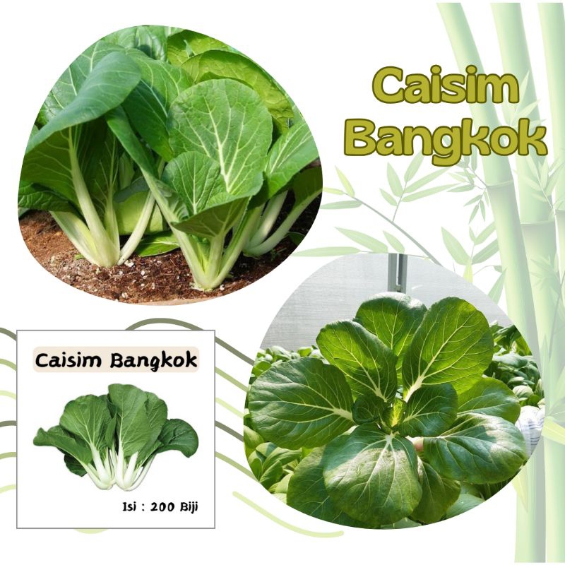 Jual Caisim Bangkok Sawi Manis Benih Repack 200 Biji | Shopee Indonesia