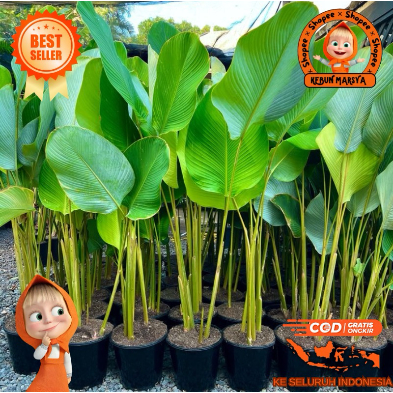 Jual Pohon Calathea Luthea Atau Cathea Pisang Kalatea Pisangan Tanaman ...
