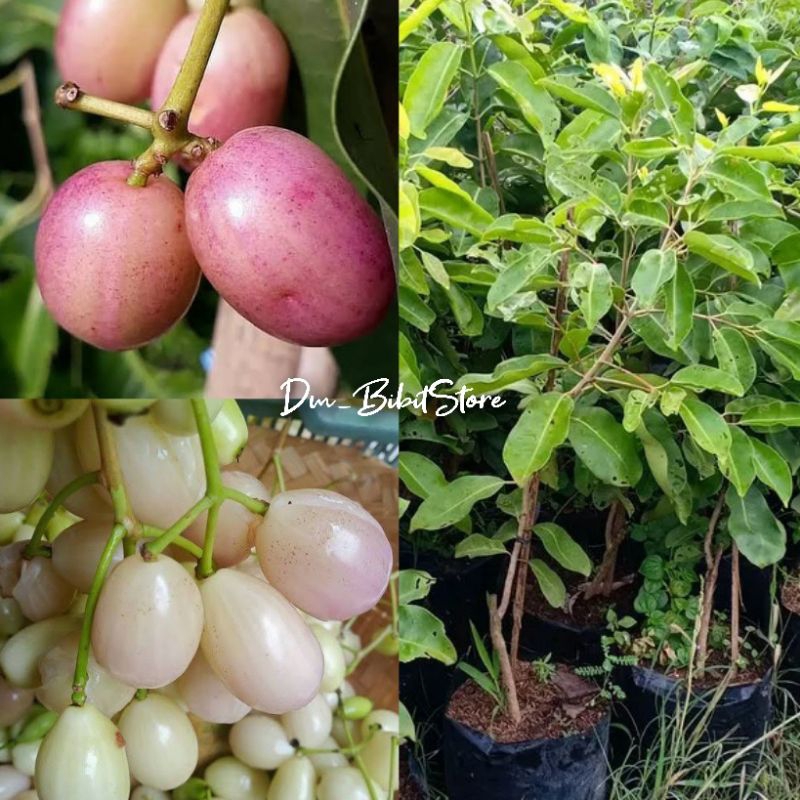 Jual Bibit Tanaman Buah Jamblang Putih Atau Juwet Putih Cepat Berbuah ...