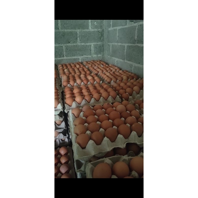 Jual Telur Ras Promo 10.000 an | Shopee Indonesia