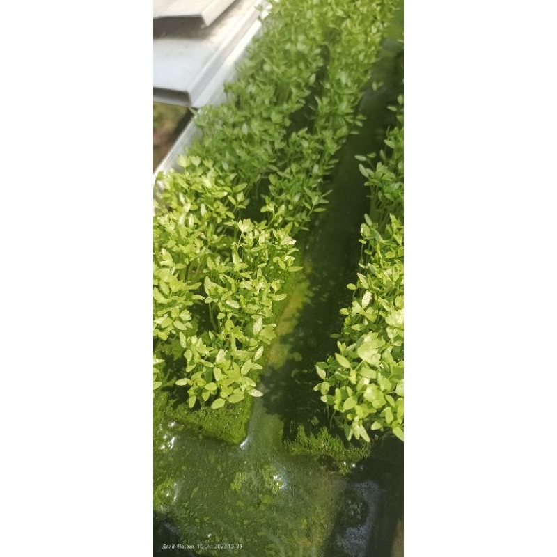 Jual Bibit tanaman seledri/daun sop/siap tanam | Shopee Indonesia