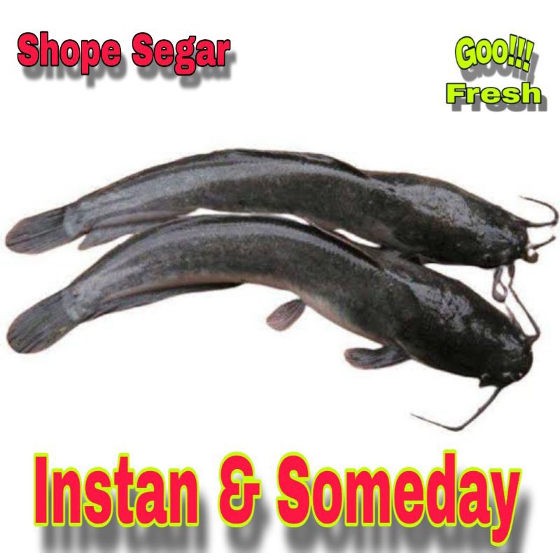 Jual Ikan Lele Segar Ikan Fresh Lele Stok Baru 400/500 Gram | Shopee ...