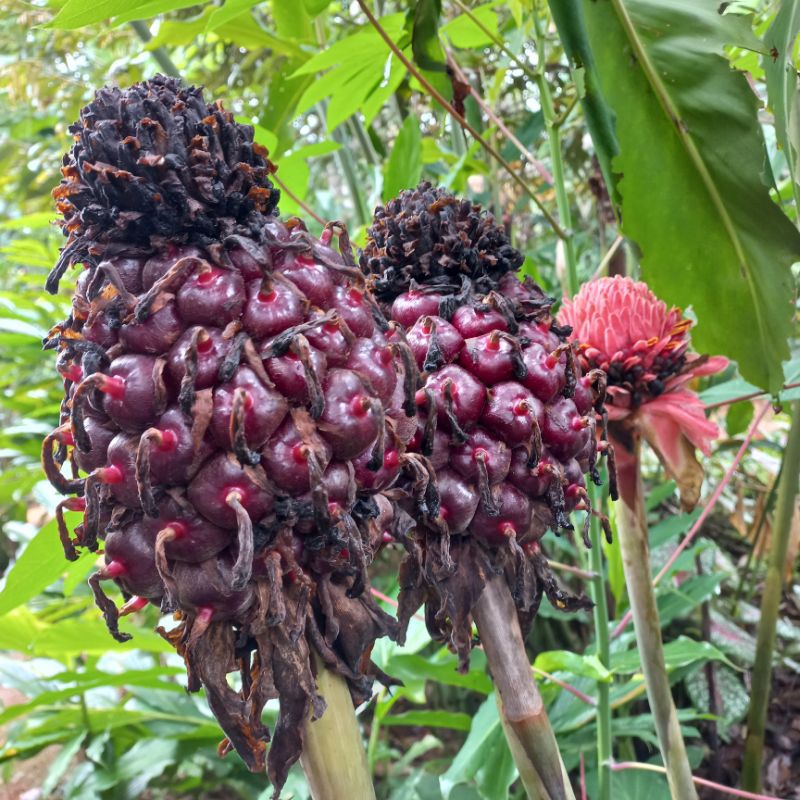 Jual Buah honje laka atau honje merah segar per 1kg | Shopee Indonesia