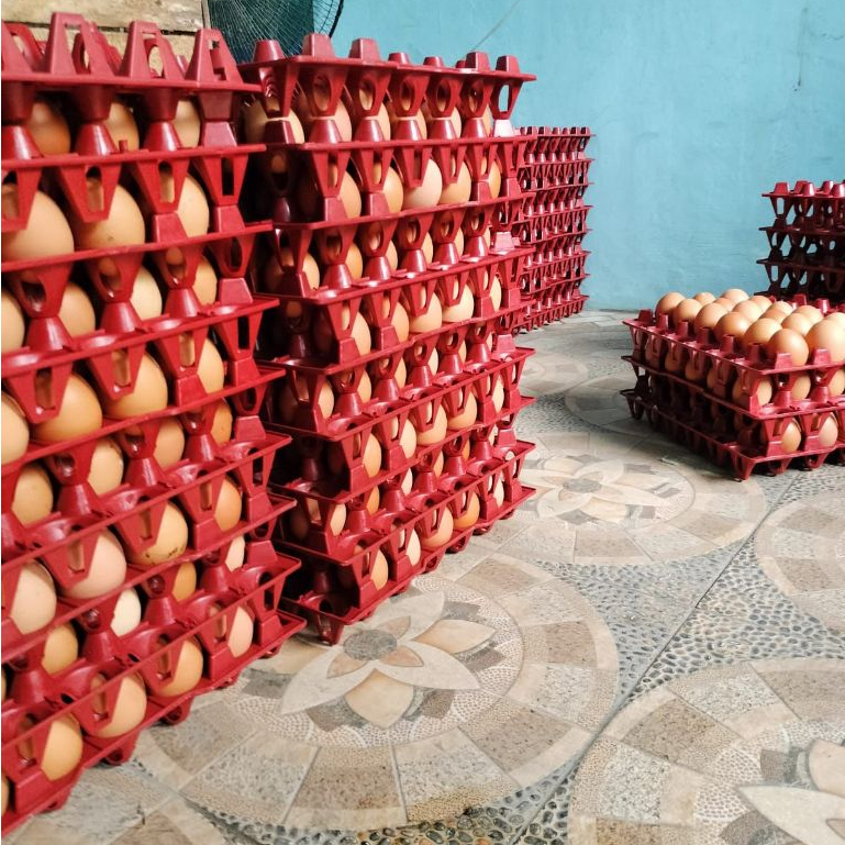 Jual Tempat Telur Keranjang Telur Rak Telur Plastik Tray 30 butir Rak ...