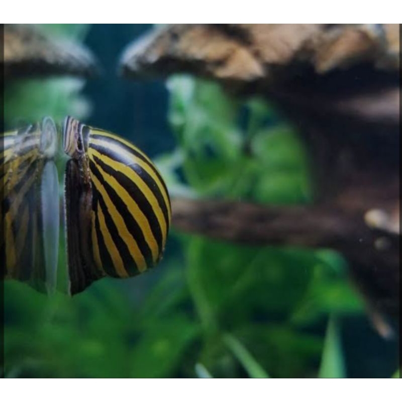 Jual zebra/turbo nerite snail | Shopee Indonesia