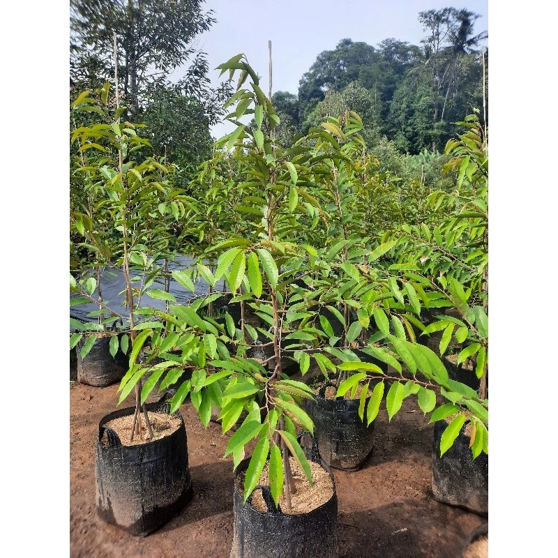 Jual pohon durian akar3 hasil okulas jenis ochee/duri hitam | Shopee ...