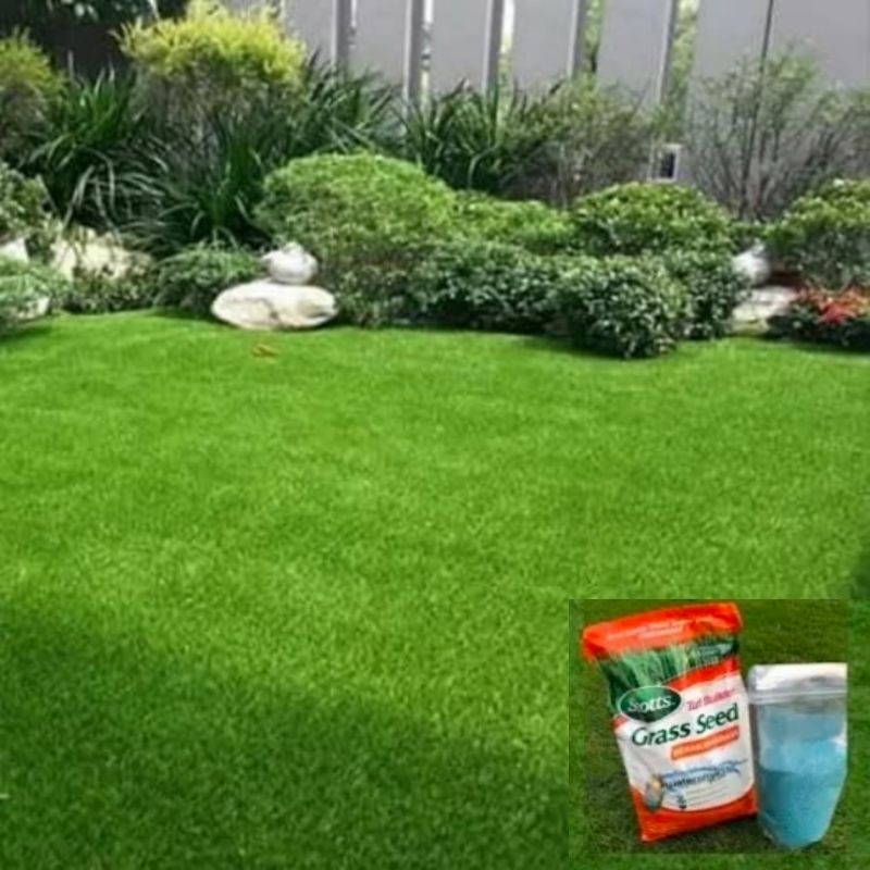 Jual biji rumput Jepang isi (700 biji) | Shopee Indonesia
