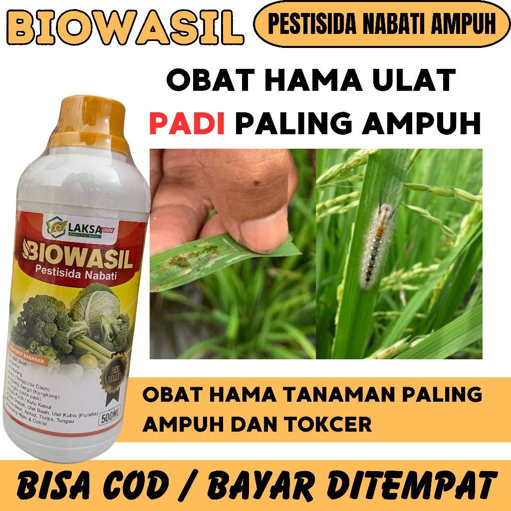 Jual (TERLARIS) BIOWASIL OBAT UNTUK PENGENDALIAN LALAT BUAH PADA ...