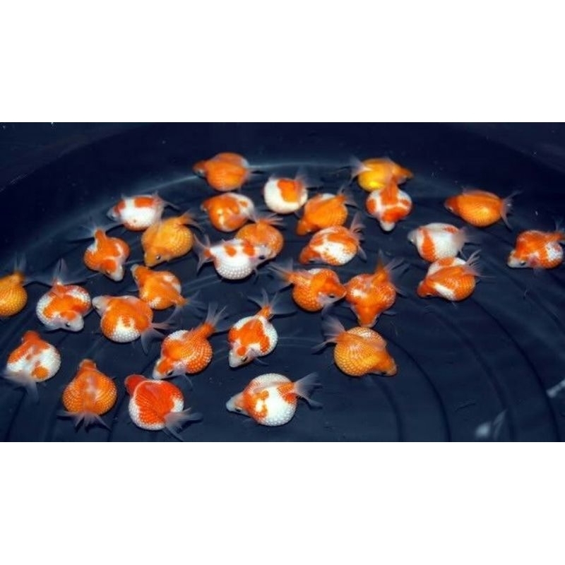 Jual IKAN MAS KOKI MUTIARA TIKUS (MUTIK) | Shopee Indonesia