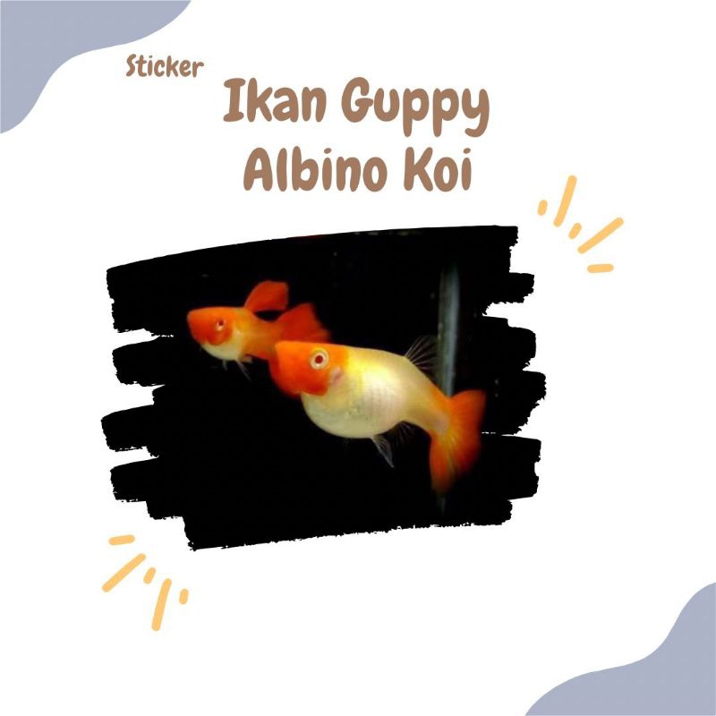 Jual STICKER IKAN GUPPY ALBINO KOI | Shopee Indonesia