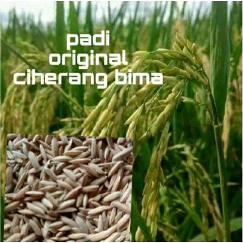 Jual BENIH PADI ORIGINAL CIHERANG BIMA KEMASAN PER 1KG | Shopee Indonesia