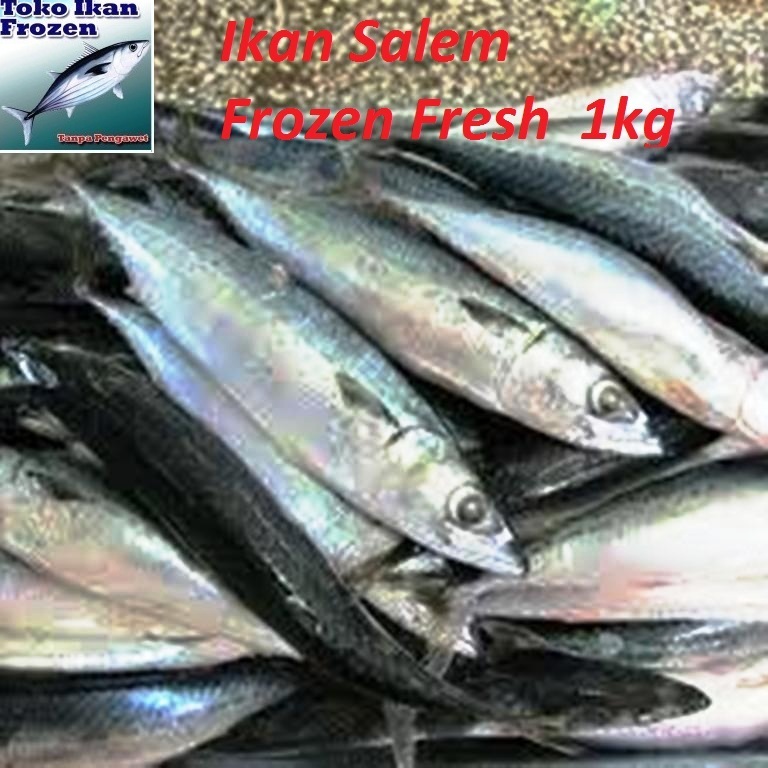 Jual Ikan LAYANG / SALEM / Beku / Frozen Fresh / 1 kg | Shopee Indonesia