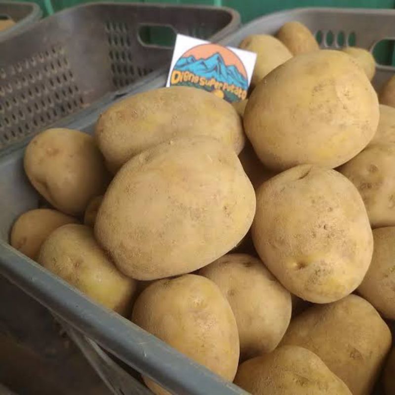 Jual kentang dieng | Shopee Indonesia