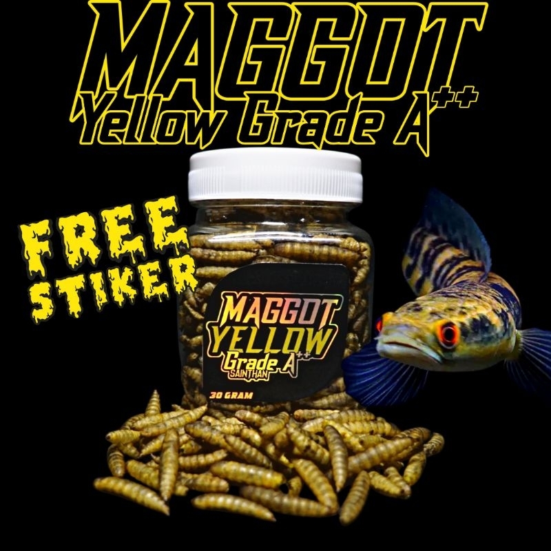Jual Maggot SaintHan Yellow, Blue, Red, All Colour Grade A untuk Yellos ...