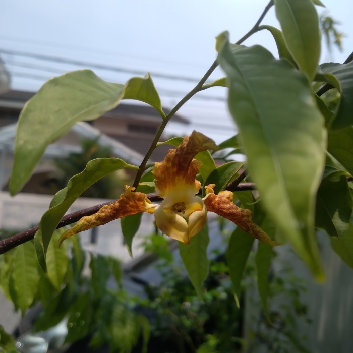 Jual Tanaman Monodora Angolensis (Anggrek Pohon) Super Wangi | Shopee ...