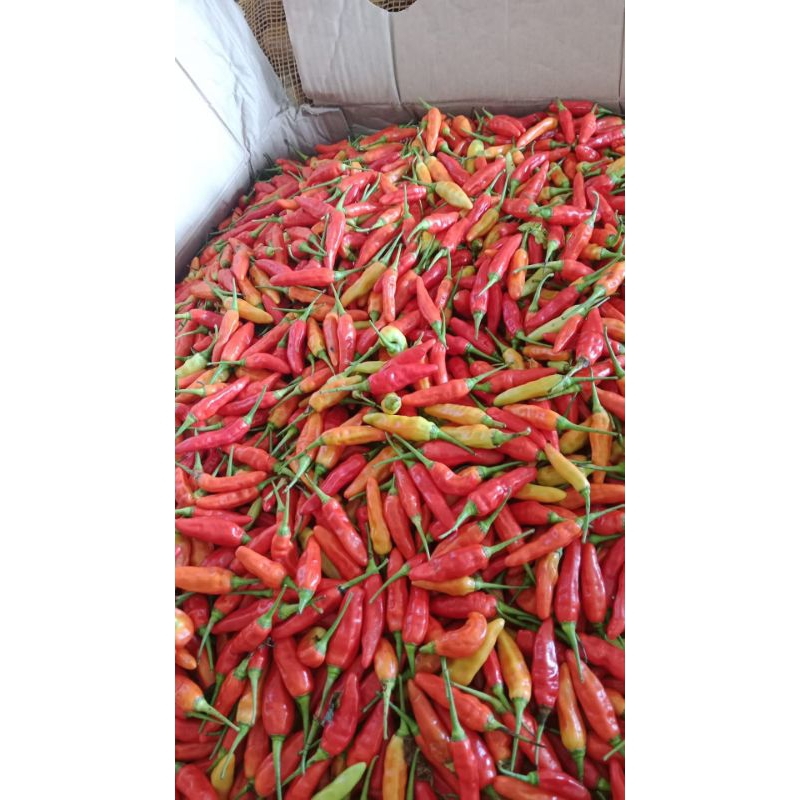 Jual Cabe / cabe rawit merah 250 gram | Shopee Indonesia