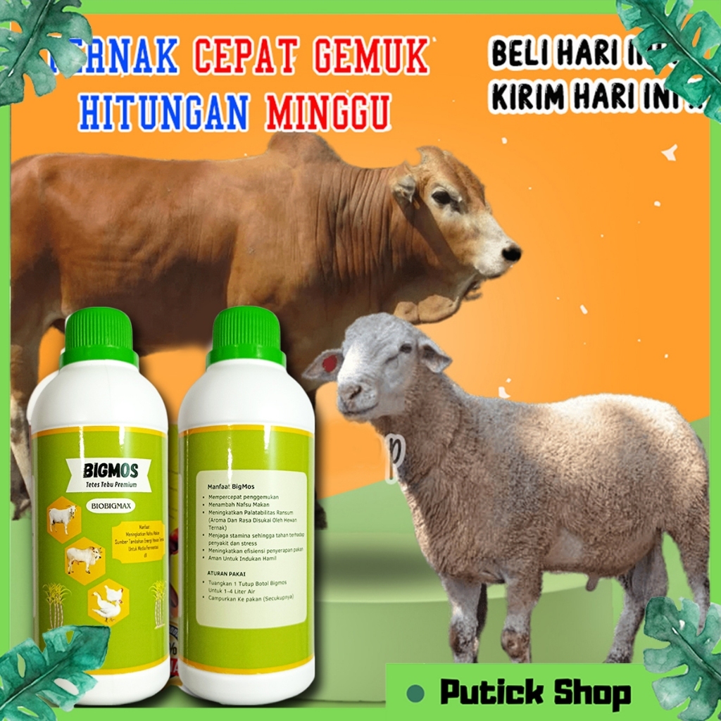 Jual Vitamin Kambing Sapi Biar Gemuk BIGMOS Obat Kambing Sapi Cepat ...