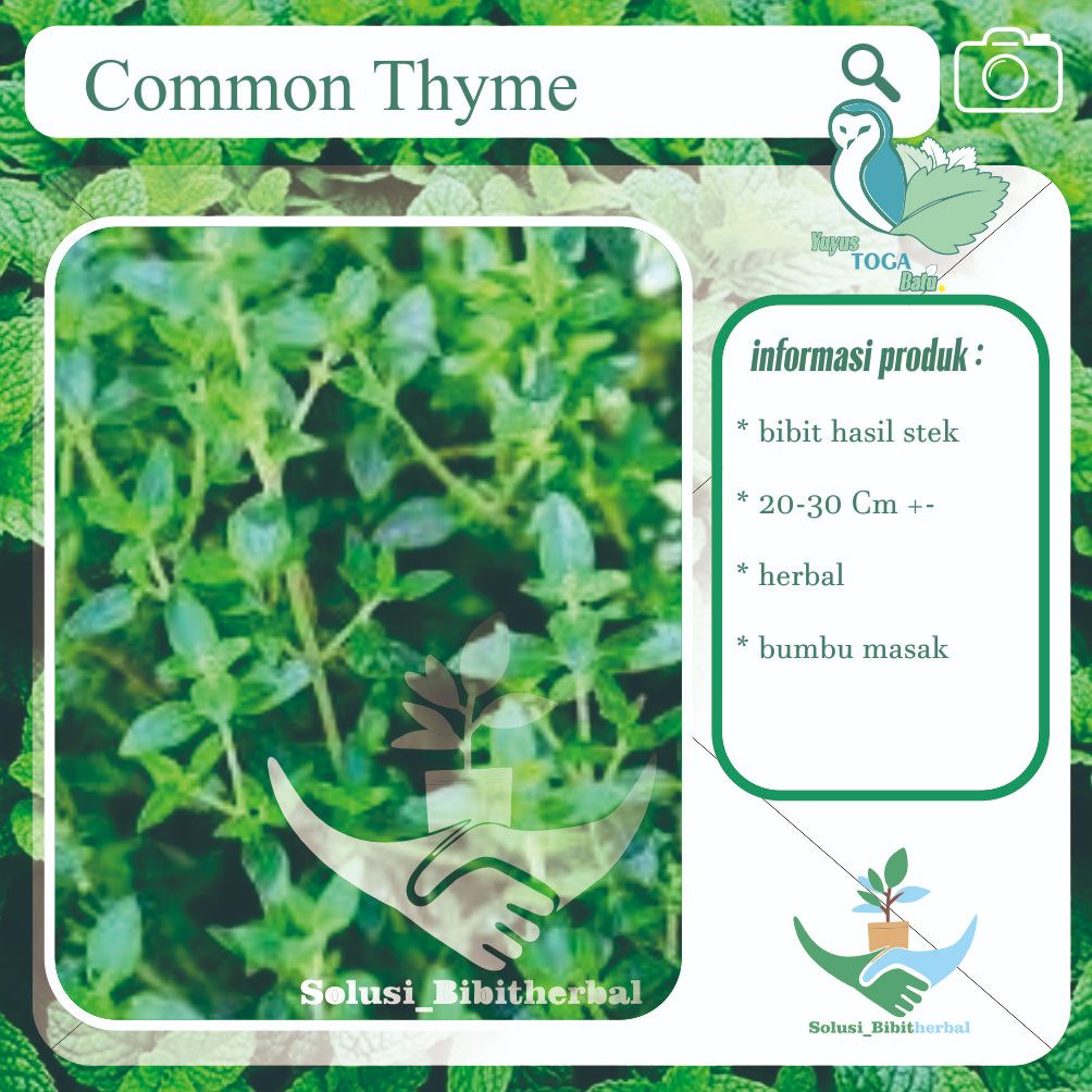 Jual Common Thyme Toga – Tanaman Herbal Beraroma Segar dan Kaya Manfaat ...