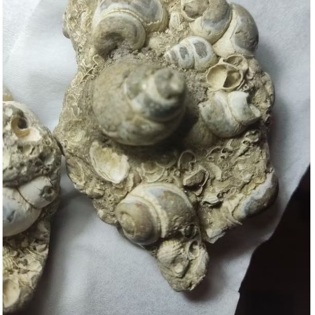 Jual Batu posil keong buntet temuan sungai asli stok terbatas | Shopee ...