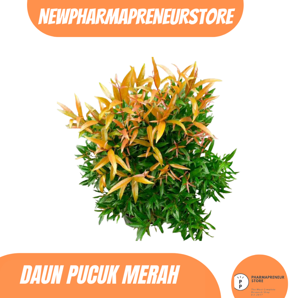 Jual EKSTRAK DAUN PUCUK MERAH BEST SELLER | Shopee Indonesia