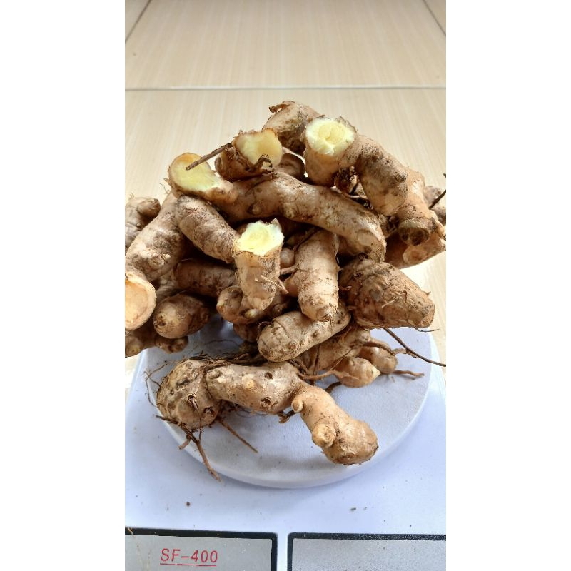 Jual Kunyit mangga segar 1kg (temu mangga/curcuma zedoaria) | Shopee ...