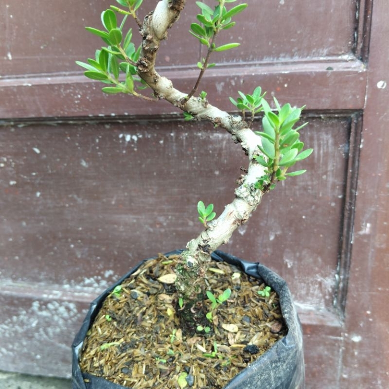 Jual (sesuai gambar) Santigi karang | Shopee Indonesia