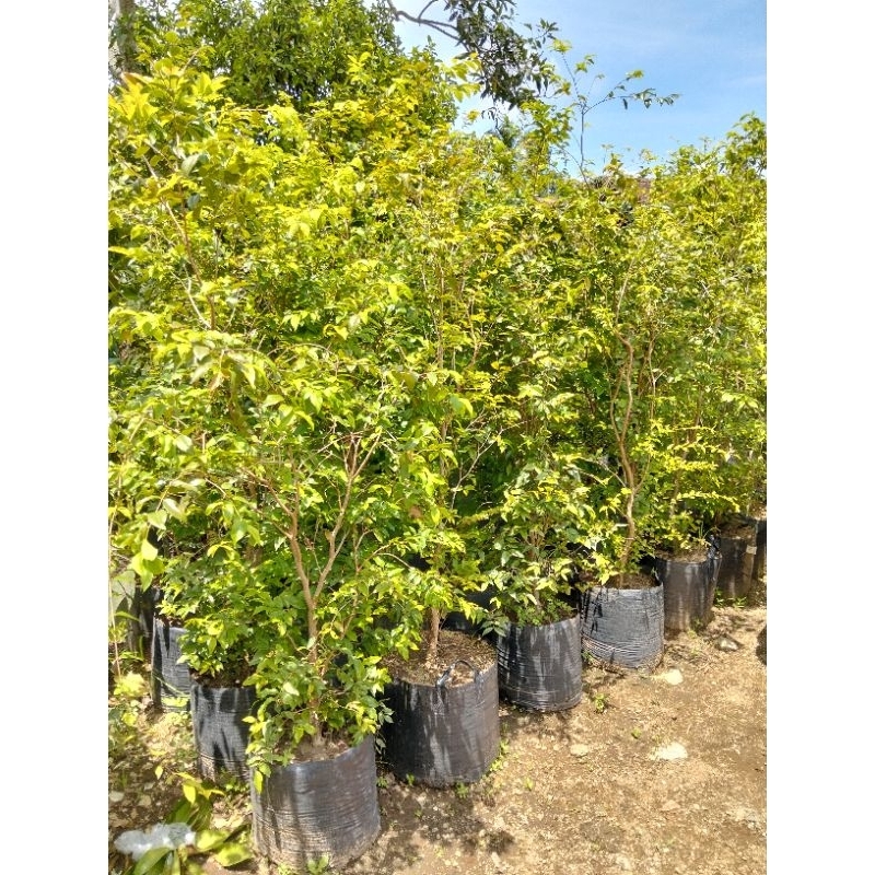 Jual anggur brazil freco tinggi 2 meter | Shopee Indonesia