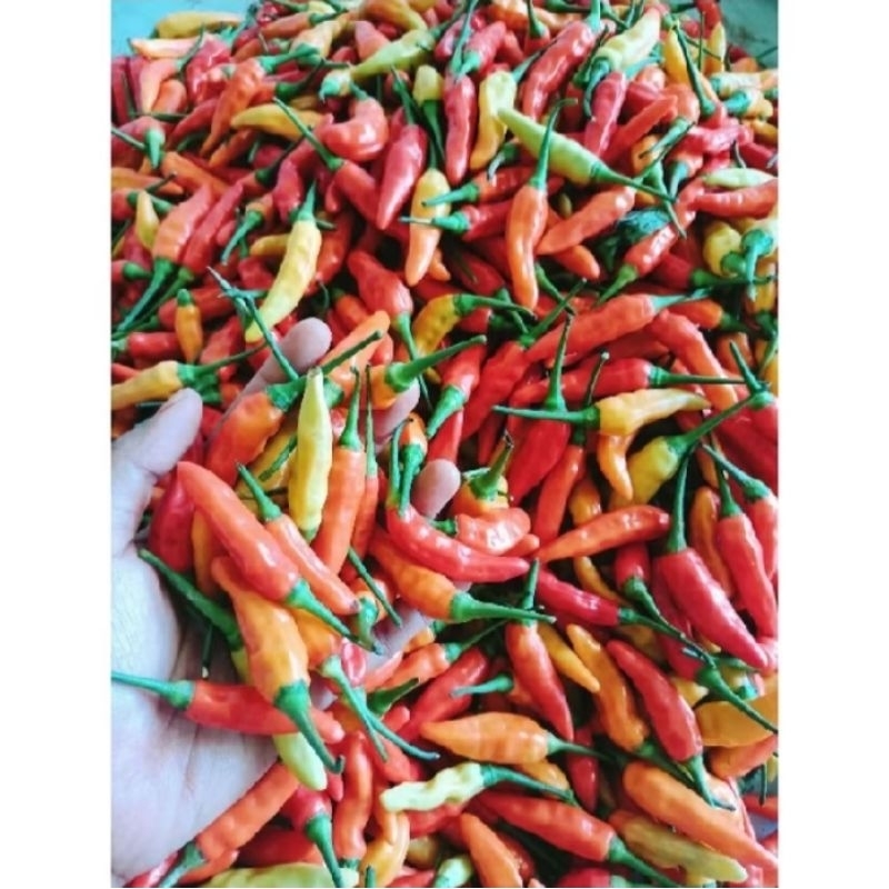 Jual cabe rawit merah original 1 kg | Shopee Indonesia