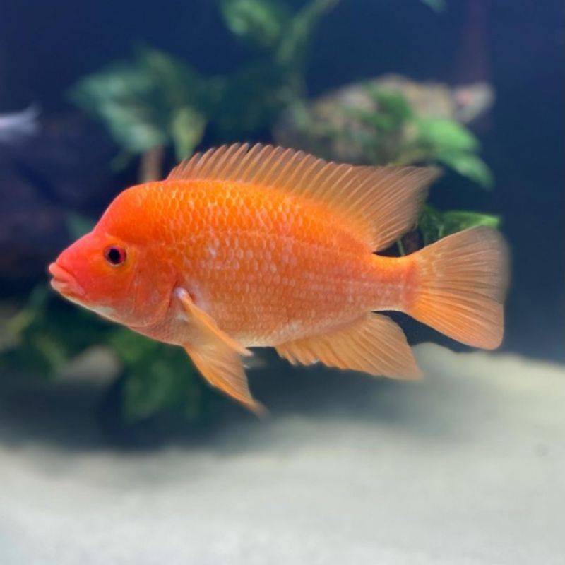 Jual Ikan Predator Red Devil Kuning / Red Devil Fish Yellow | Shopee ...