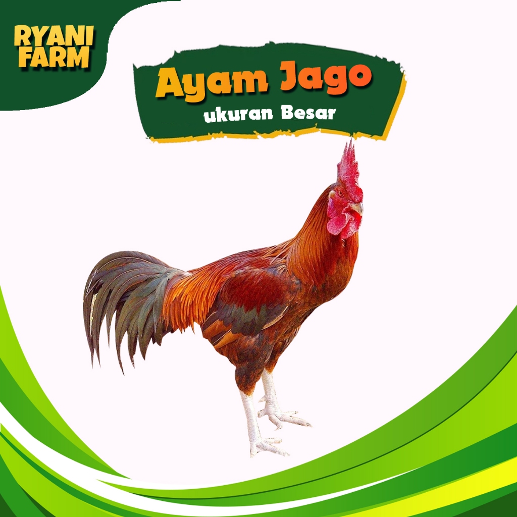 Jual Ryani Farm Ayam Kampung Jago Jantan Per Ekor Hidup | Shopee Indonesia