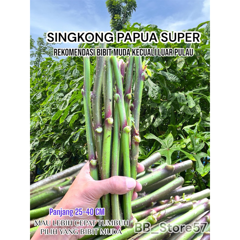Jual Bibit singkong papua telo papua panjang 25-40 cm isi 15-50 pcs | Shopee Indonesia