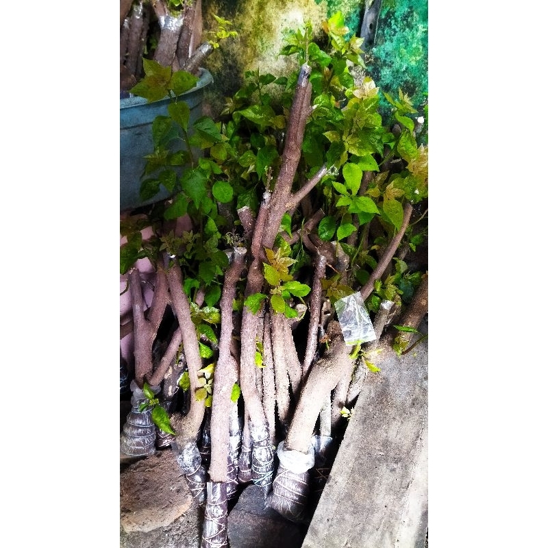 Jual Bibit Bougenville Lokal, batang bawah/rootstok (bahan sambung ...
