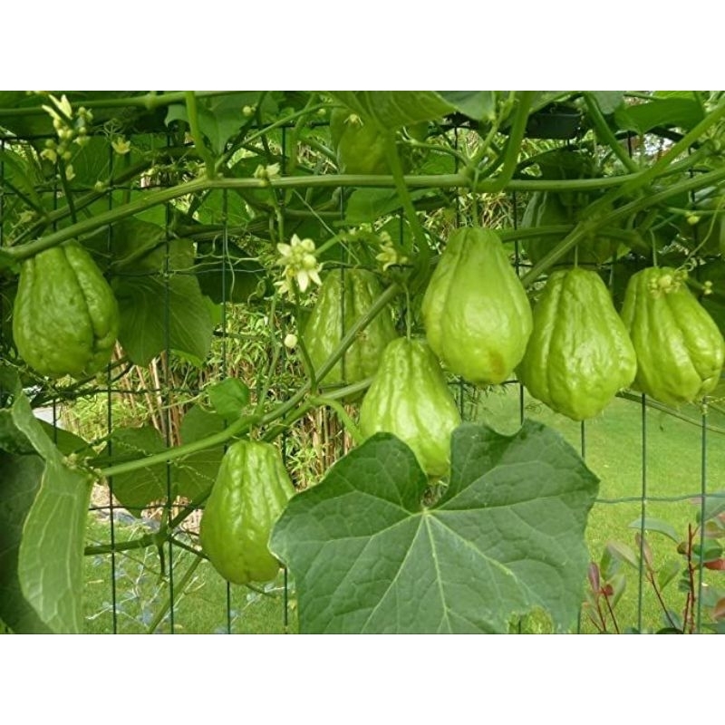 Jual bibit labu siam siap tanam | Shopee Indonesia