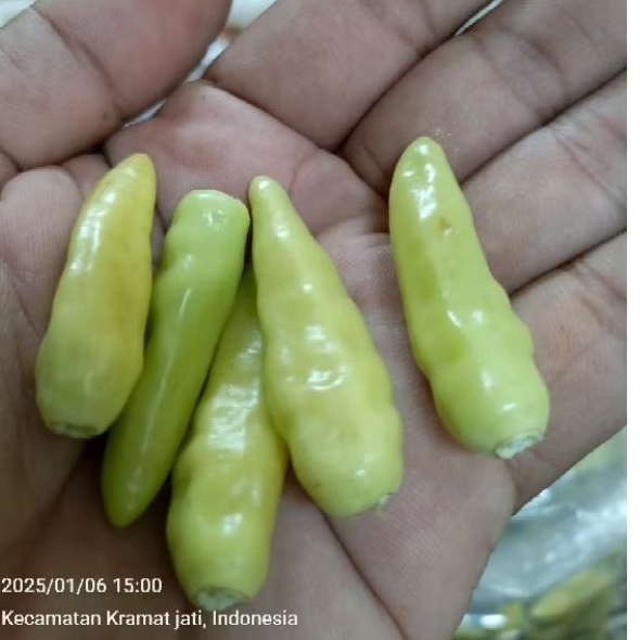 Jual rawit putih petik cabe rawit putih setan petik 250 gr | Shopee ...