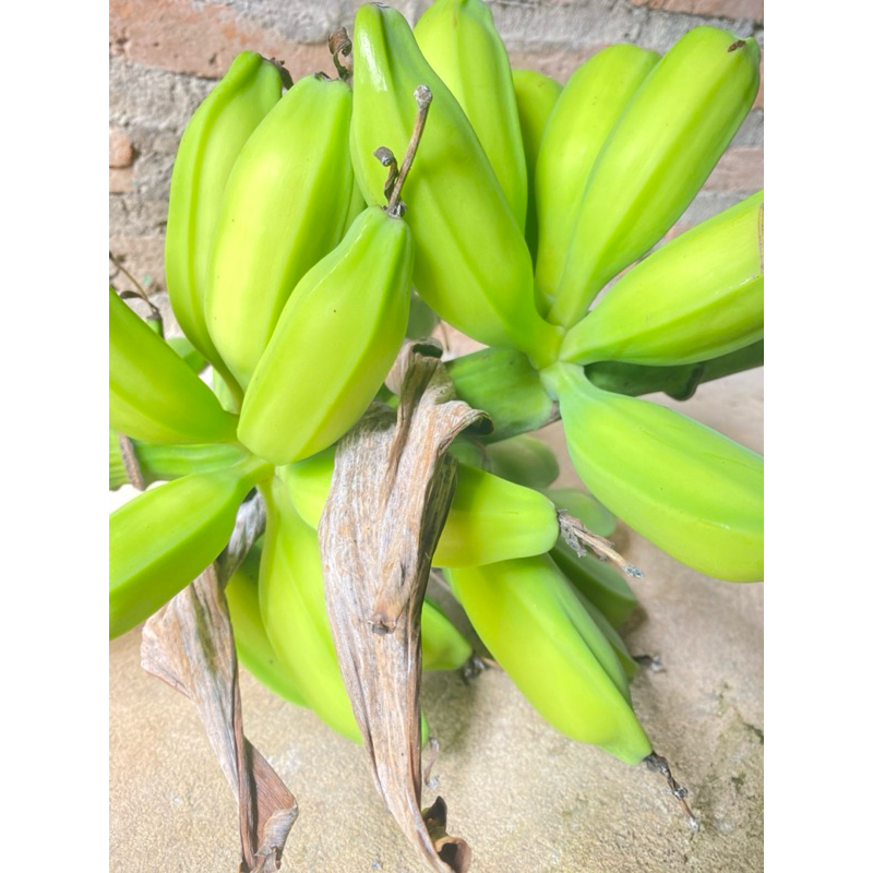 Jual pisang asli pisang batu muda pisang klutuk 1sisir segar | Shopee ...