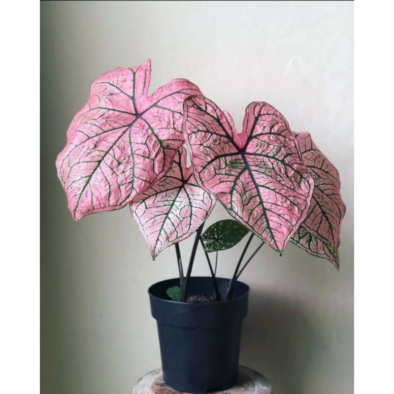 Jual Caladium Spring Fling - tanaman hias hidup keladi spring fling ...