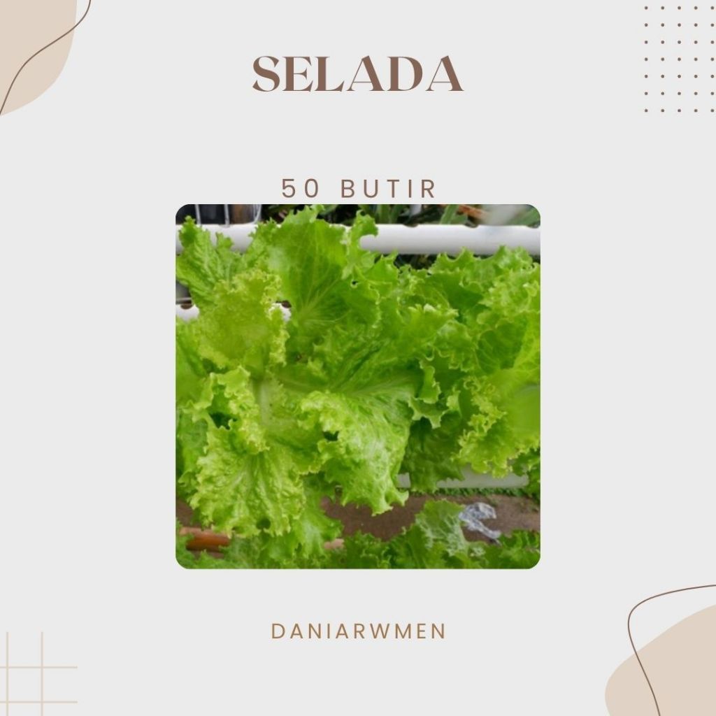 Jual Biji Benih Selada Hijau Varietas Unggul | Shopee Indonesia