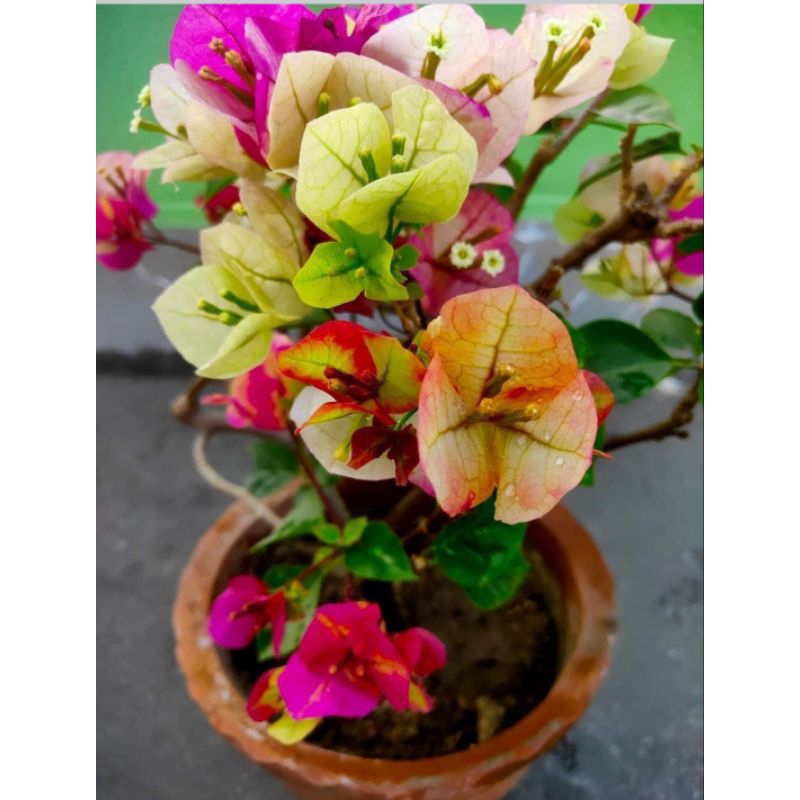 Jual Bibit Bugenvil Citra india Gradasi Cantik | Shopee Indonesia