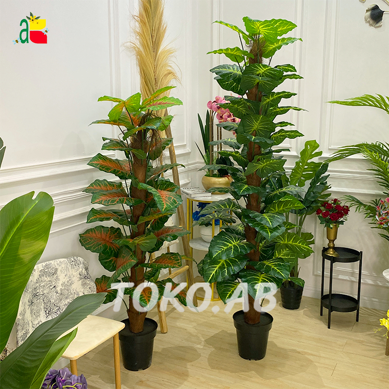 Jual 1 SET TANAMAN HIAS KELADI AGLONEMIA JUMBO 170CM DAN 150CM HIASAN ...
