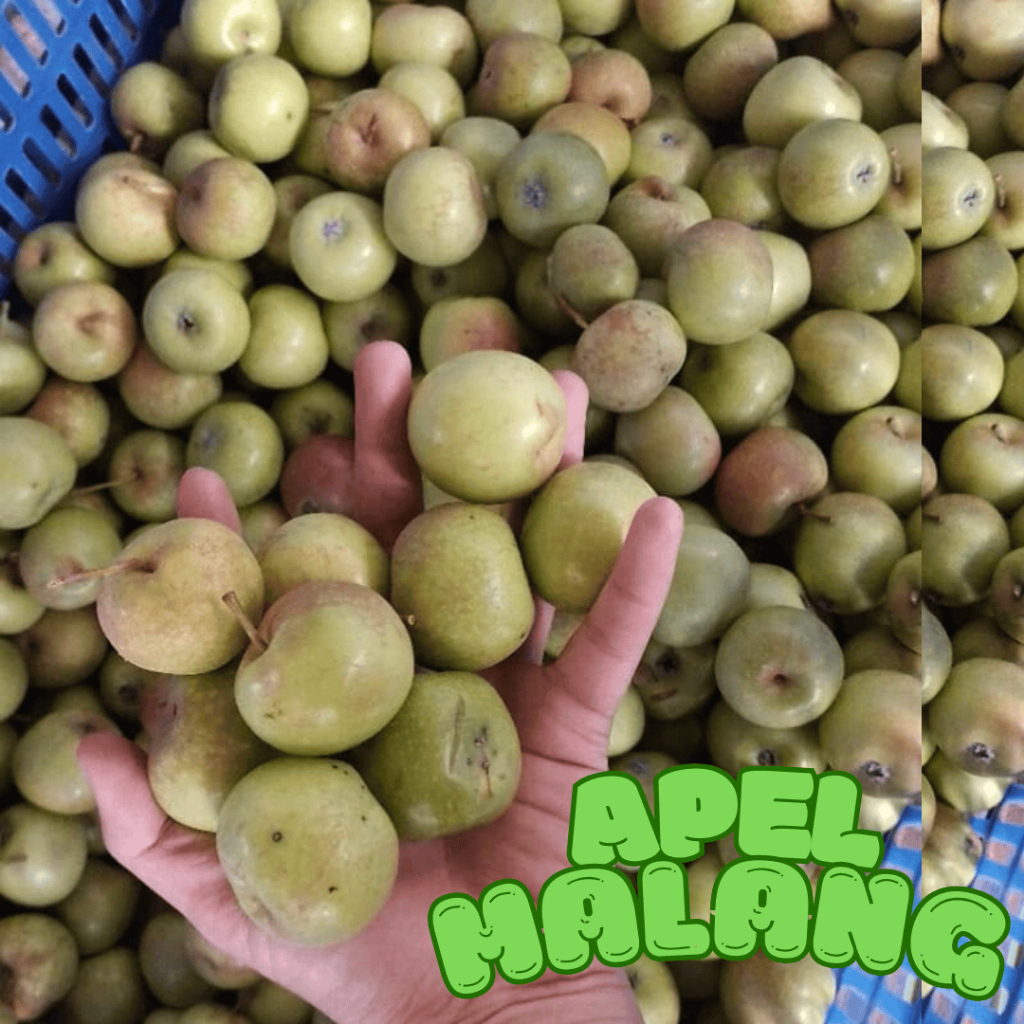 Jual Apel Malang / apel manalagi Mini 1kg (isi 25-30an) | Shopee Indonesia