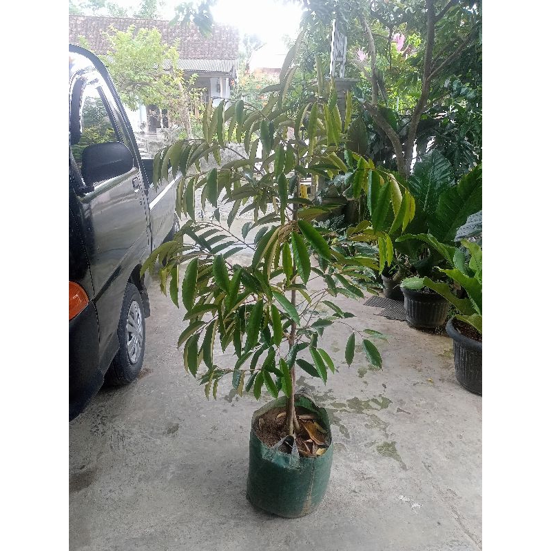 Jual bibit durian super tembaga super | Shopee Indonesia