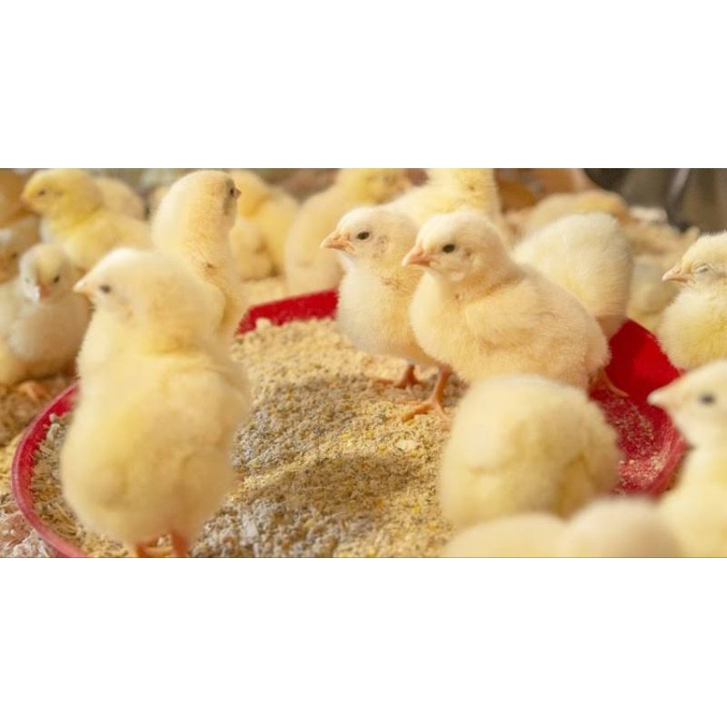 Jual Doc Ayam Broiler Super Asli Grade B (Harga Satu Ekor) | Shopee ...
